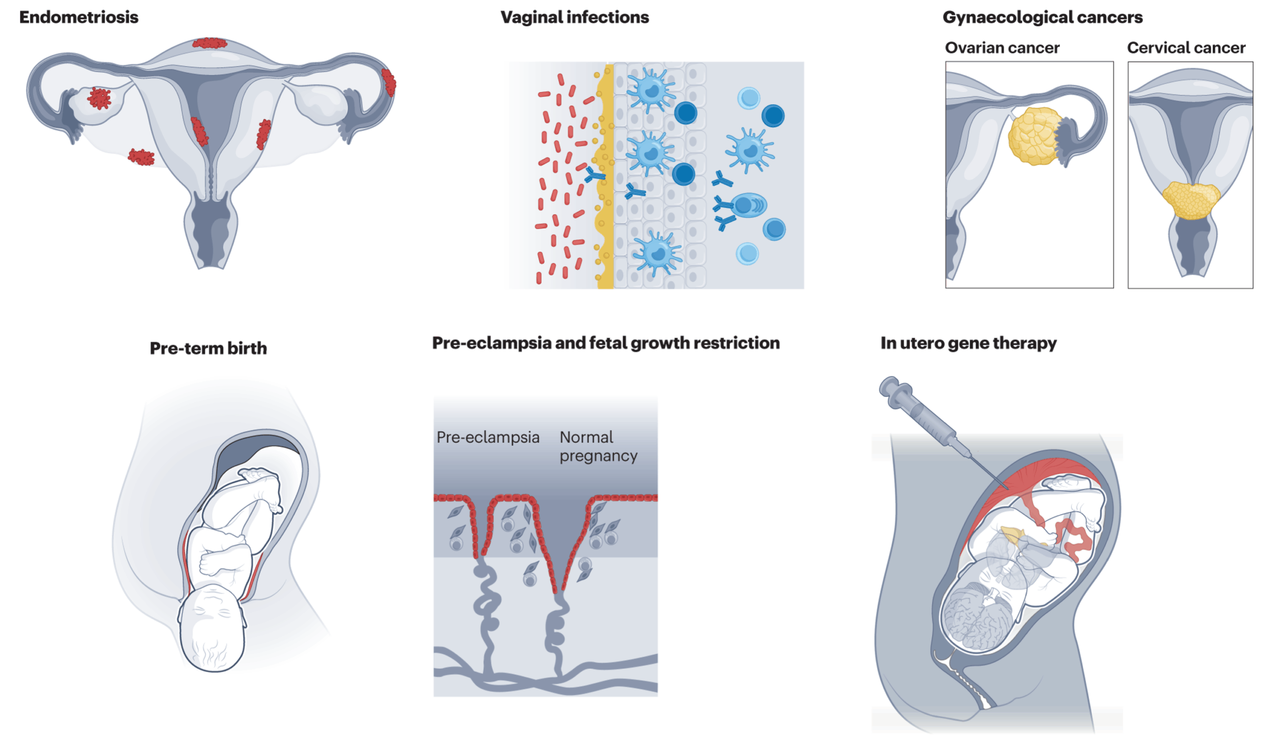 Reproductive Biology - Swingle Lab